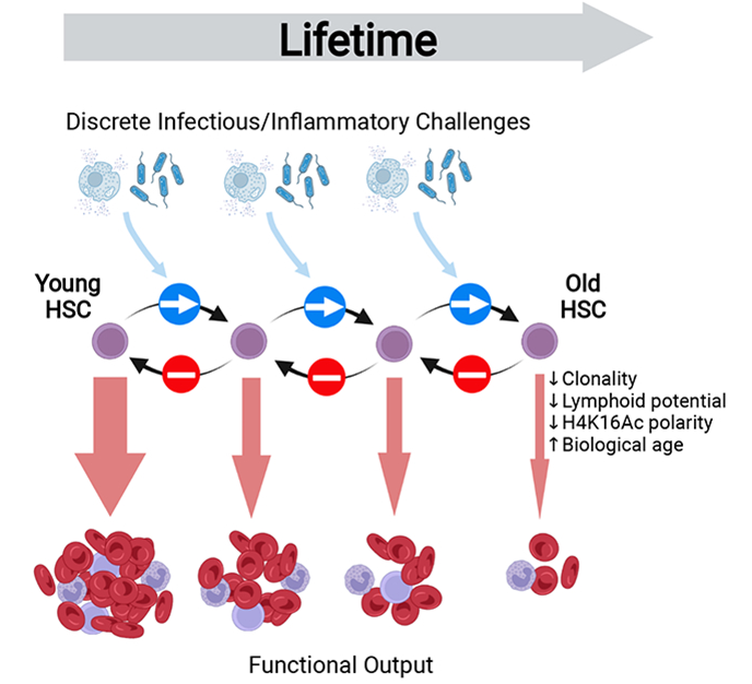 Stem Cell Aging and Loss of Tissue Maintenance Because of Inflammaging ...