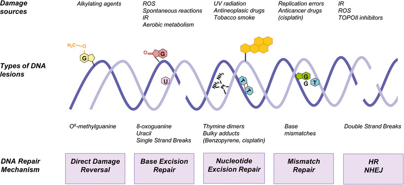 DNA Damage Repair: Animals Do It Better Than Plants and Microorganisms ...